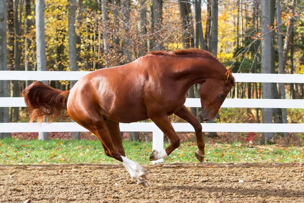 Selective Breeding: How to Enhance Desired Traits in Horses – Of Horse