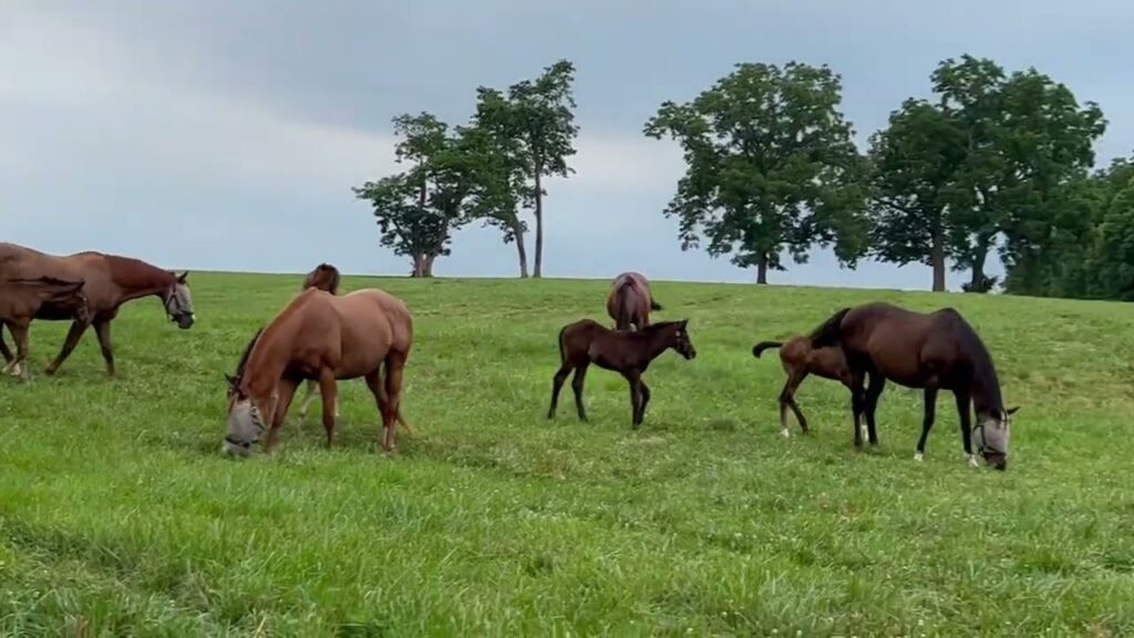 The Basics of Horse Breeding: What Every Owner Should Know - Of Horse