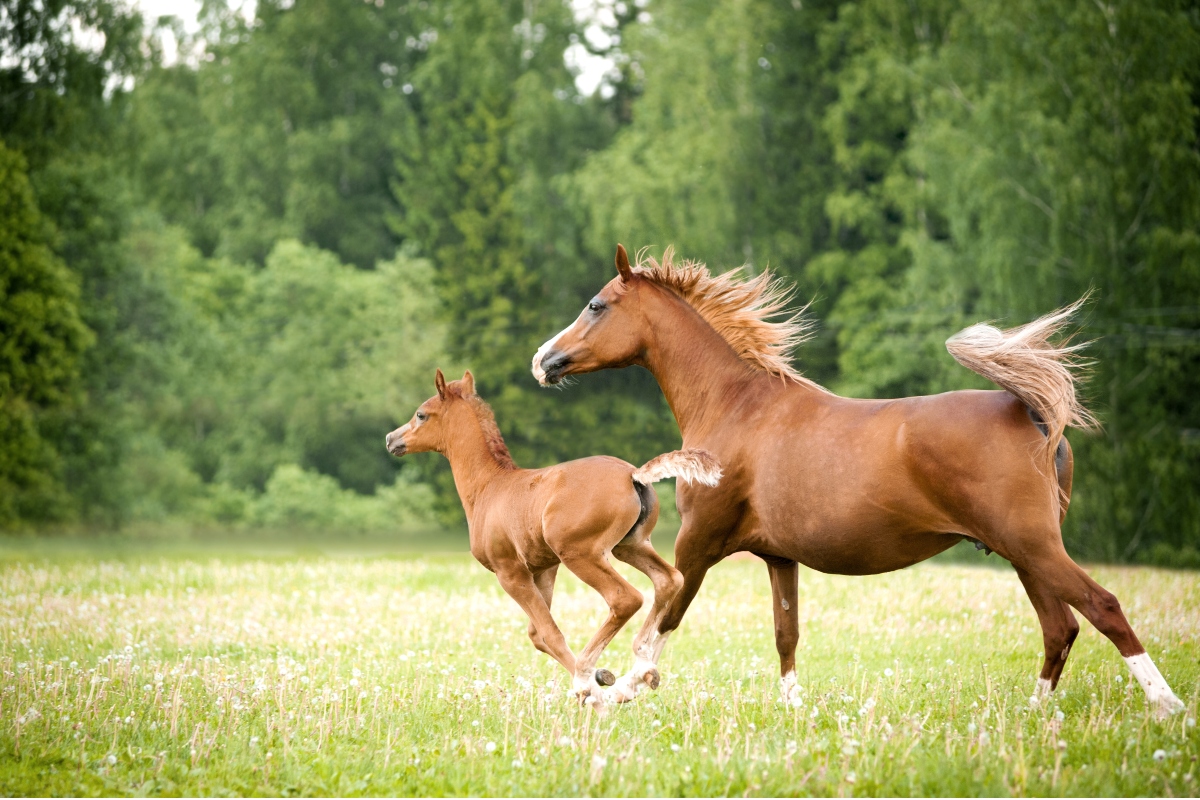 The Basics of Horse Breeding: What Every Owner Should Know - Of Horse