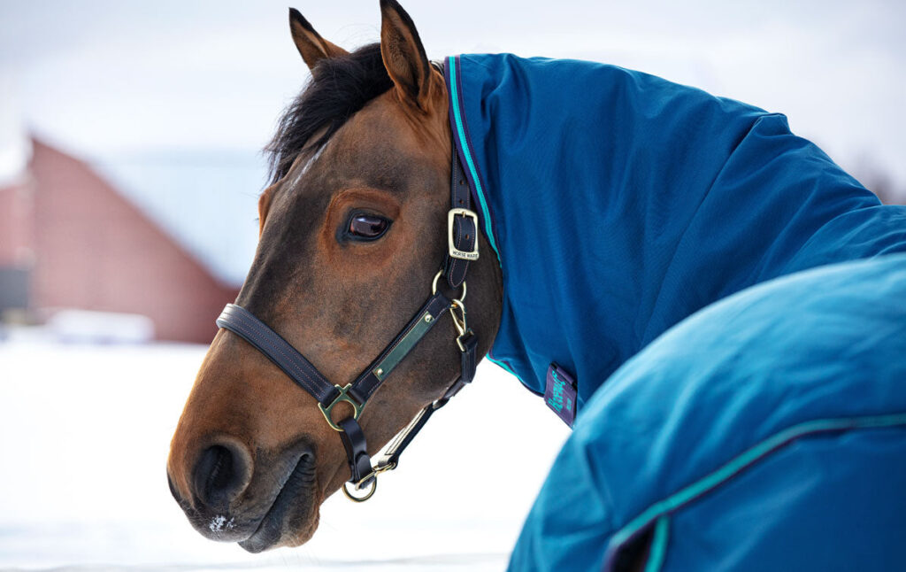 What is Saddle Anesthesia? Understand Symptoms & Causes - Of Horse