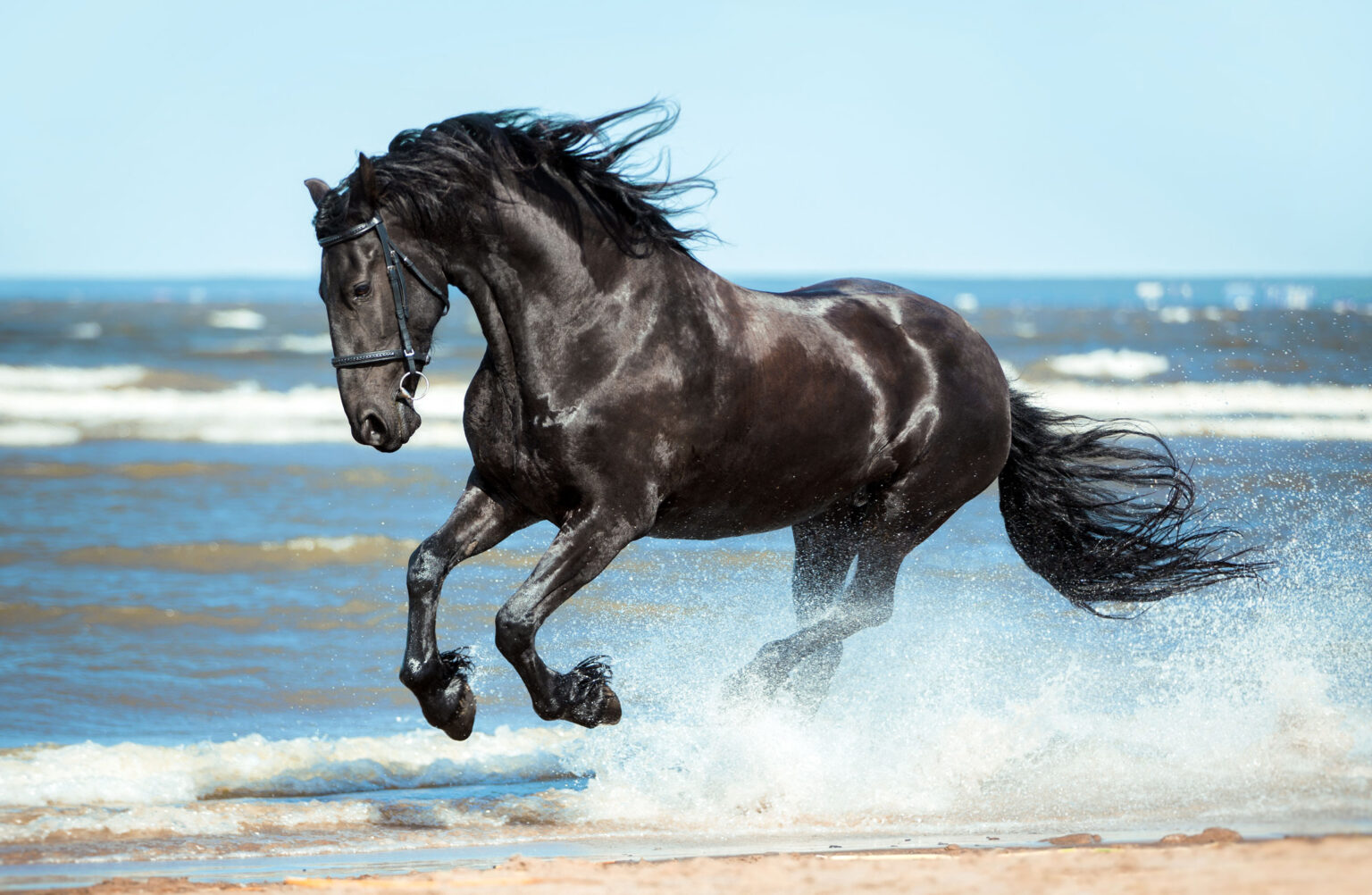 What is a Friesian Horse? A Guide for Horse Enthusiasts – Of Horse