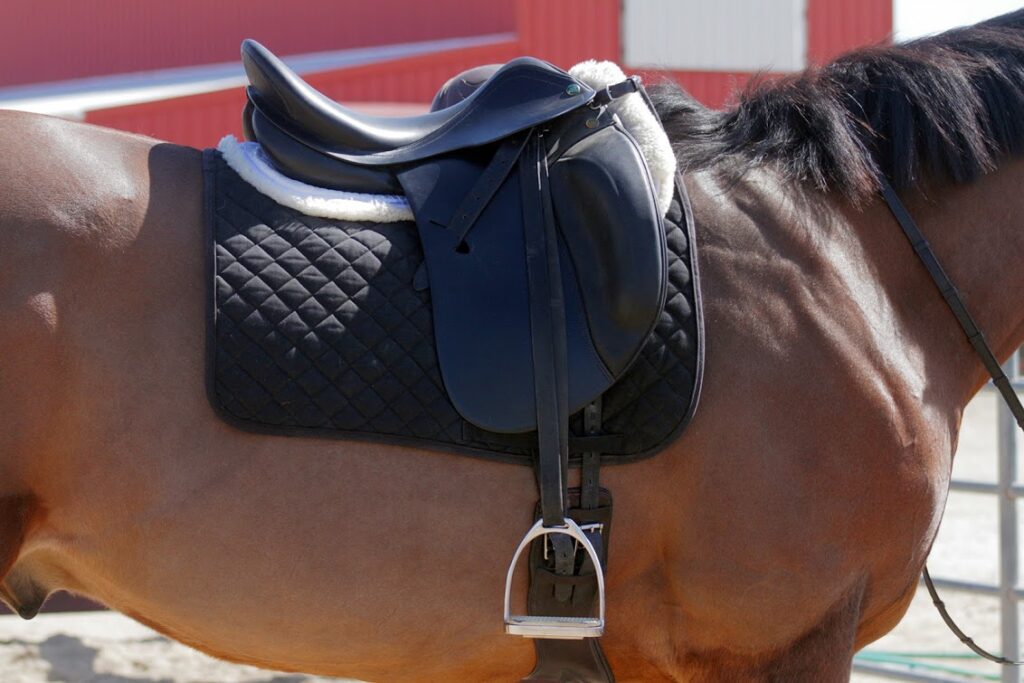 How to Properly Fit a Dressage Saddle: A Comprehensive Guide - Of Horse