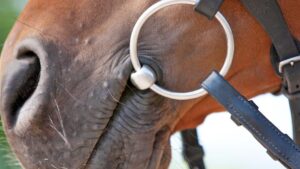 What Is A Horse Bit Used For? Understanding Their Purpose and Function ...