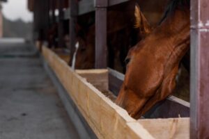 Which Hay is Best for Horses? A Nutritional Guide - Of Horse
