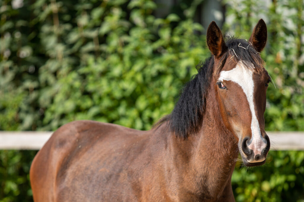 Understanding Dominance Behavior in Horses – Of Horse