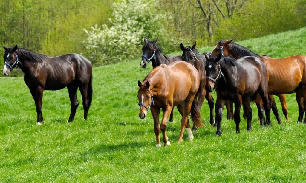 Why Horses Rear Up and What It Means – Of Horse