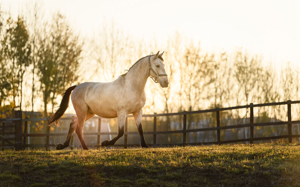 Feeding Ponies: A Guide to Their Nutritional Needs - Of Horse